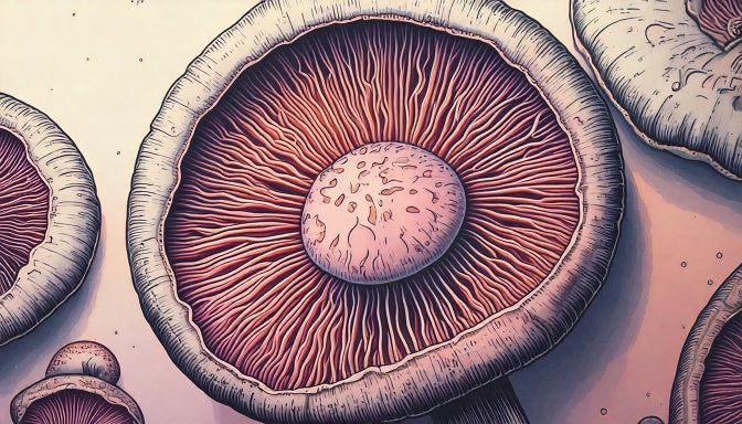 Ultimate Guide to AHCC: Health Benefits & Uses